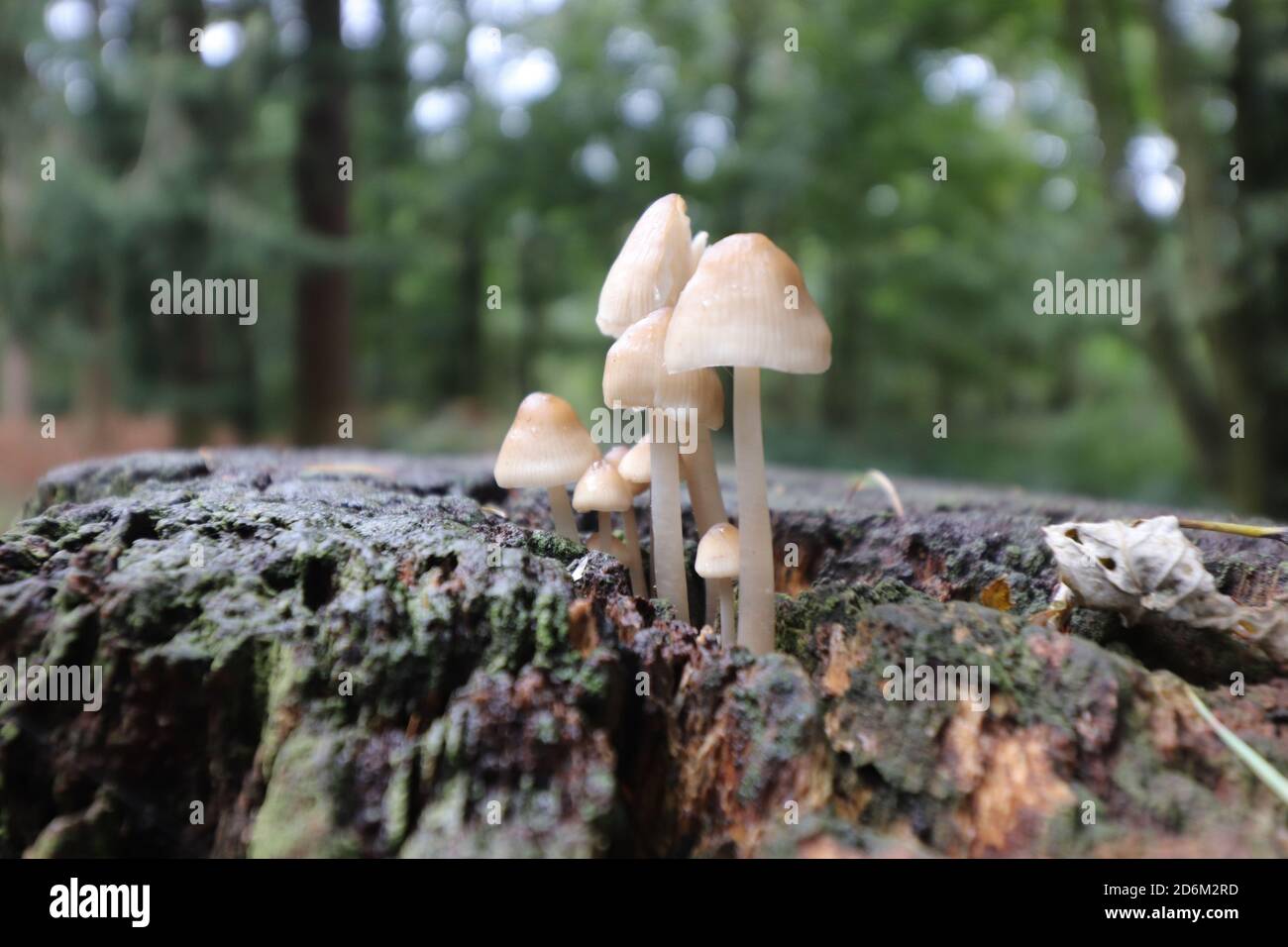 Toadstools trail hi-res stock photography and images - Alamy