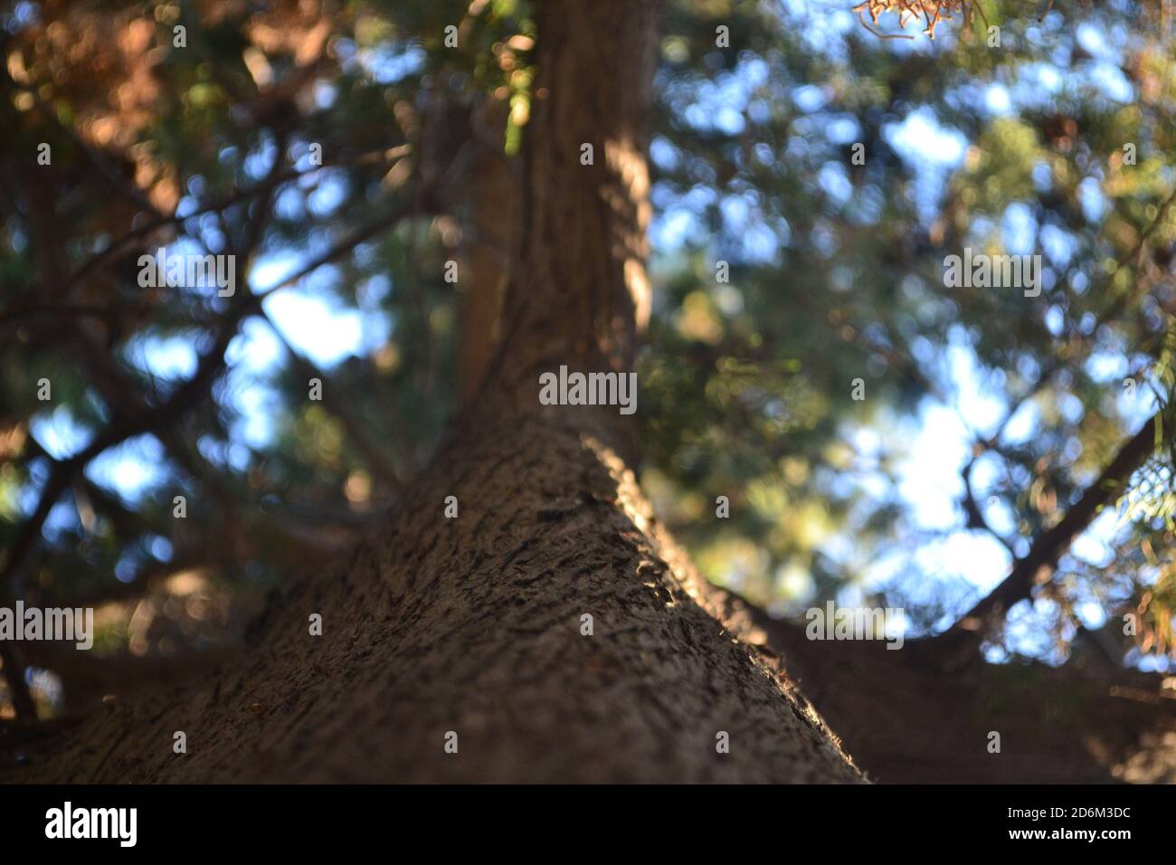 Sideways tree hi-res stock photography and images - Alamy