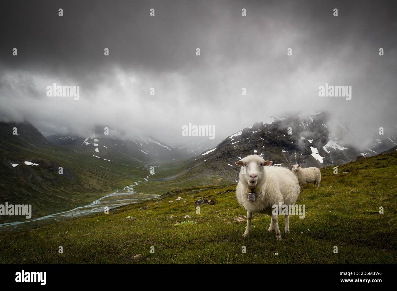 Norwegian wild sheep hi-res stock photography and images - Alamy