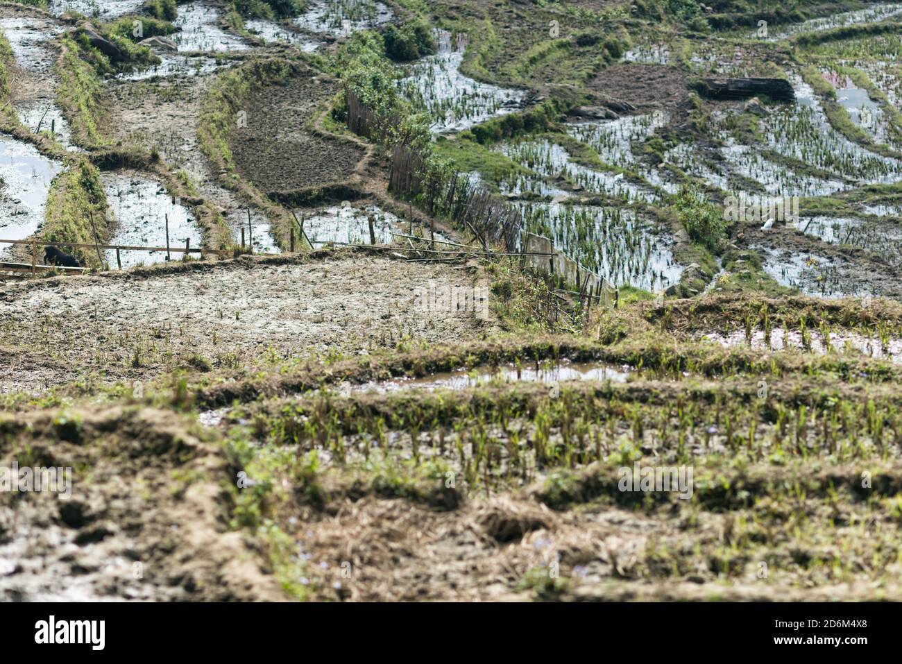 Rice Fields, rice terrace Paddy in Sa Pa Lao Cai Vietnam Asia Stock ...