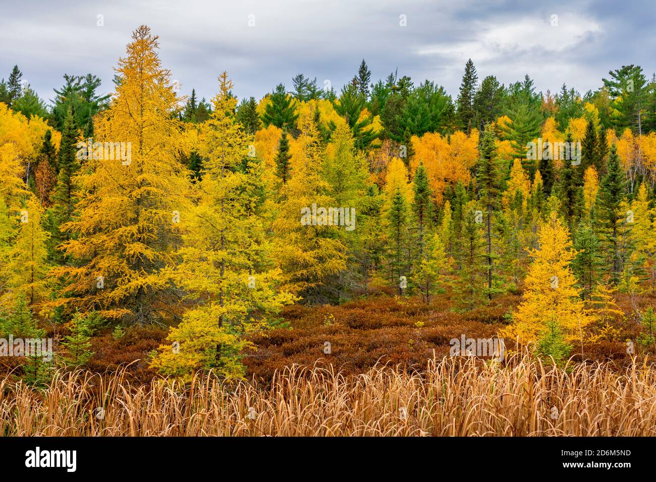 Fall foliage color near Nestor Falls, Ontario, Canada Stock Photo - Alamy