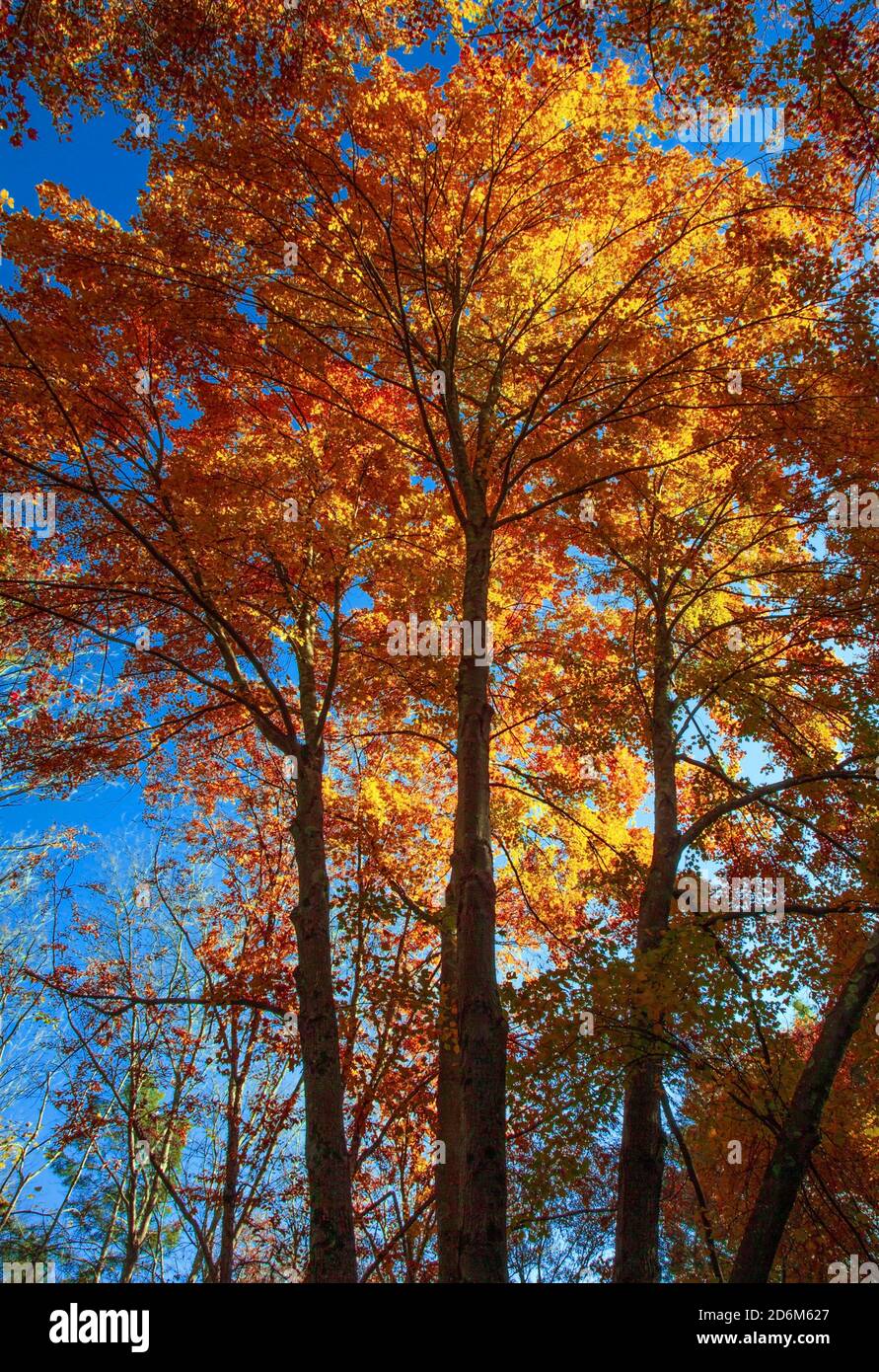 A Red Maple tree displaying autumn foliage in Pennsylvania’s Pocono ...