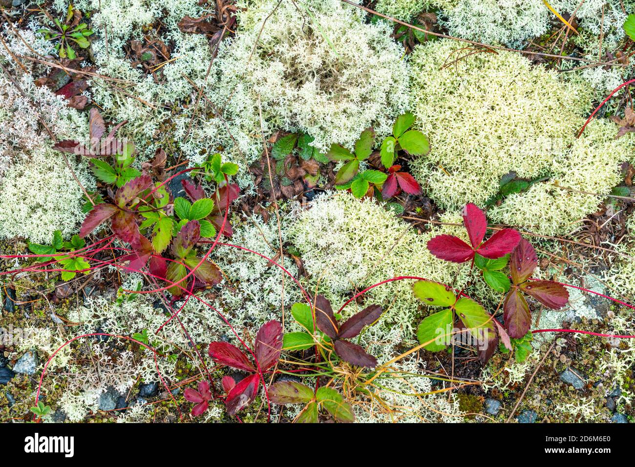 Fall foliage color with moss and lichens on rocks near Sioux Narrows ...
