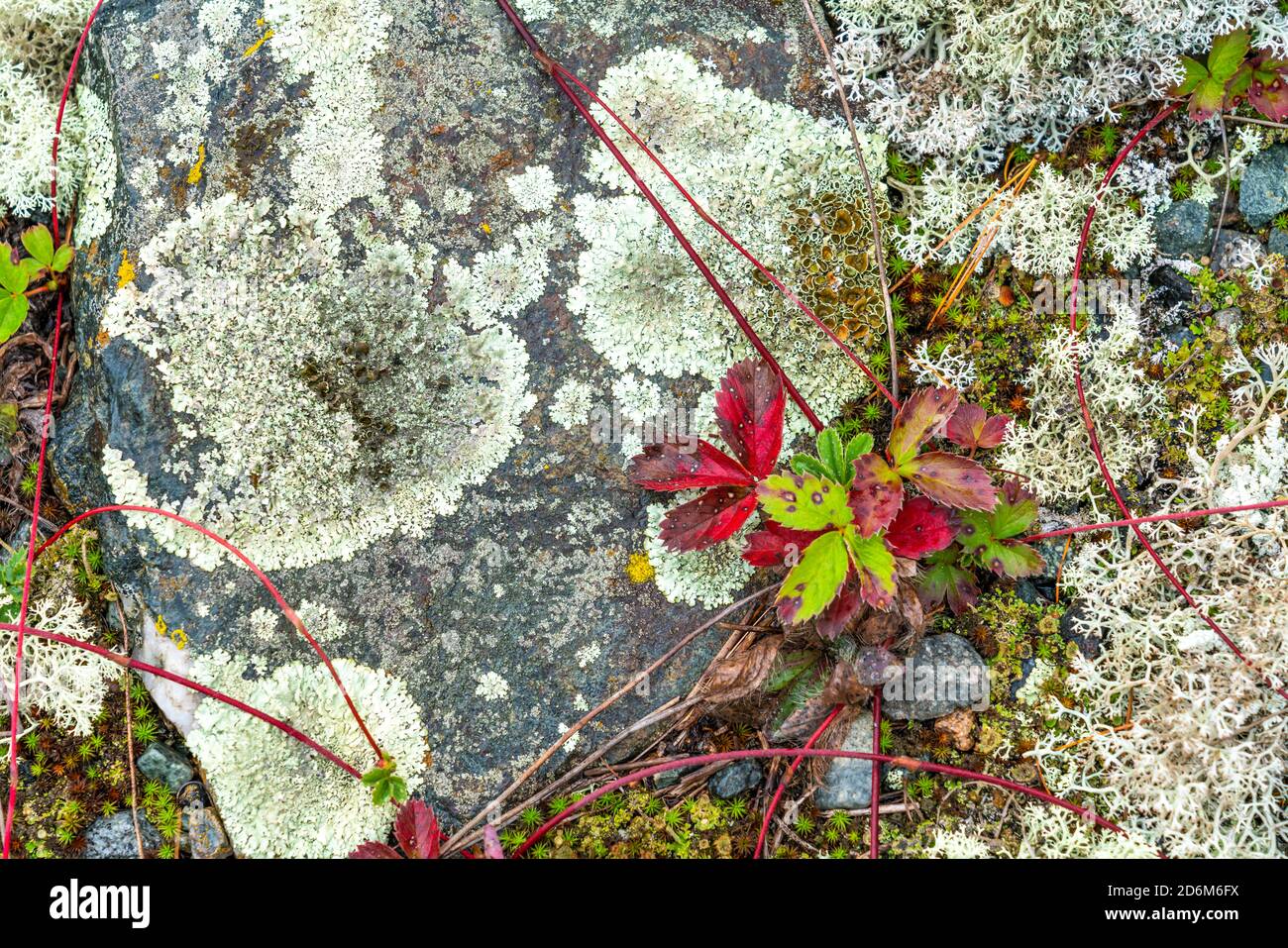 Fall foliage color with moss and lichens on rocks near Sioux Narrows ...