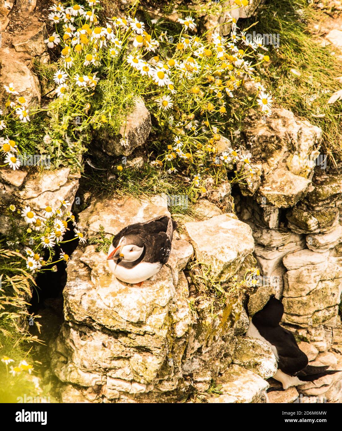 Puffin eggs hi-res stock photography and images - Alamy