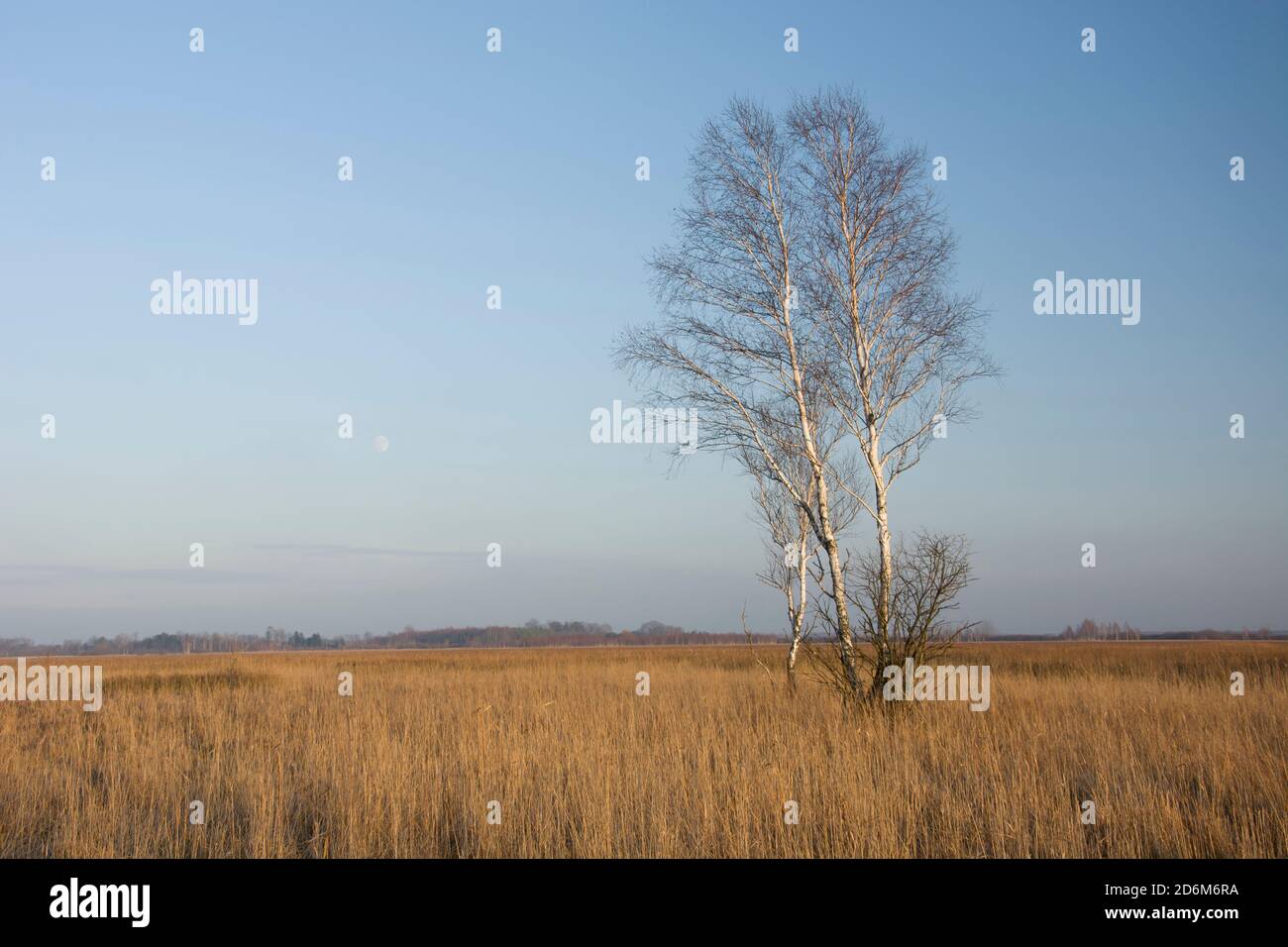Lonely tree without leaves, dry grass in the meadow and sky Stock Photo ...