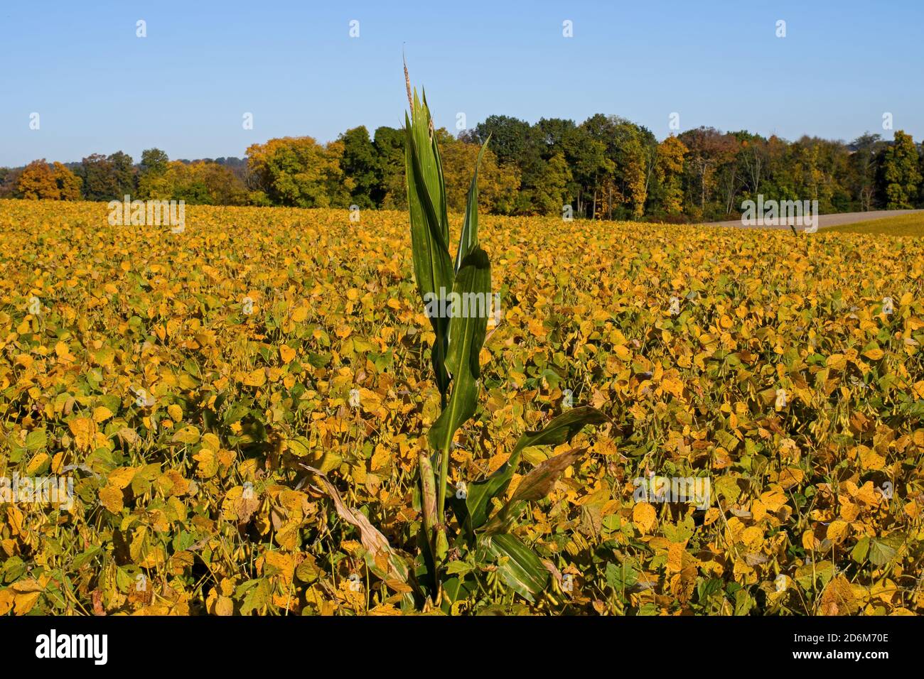 World food production hi-res stock photography and images - Alamy