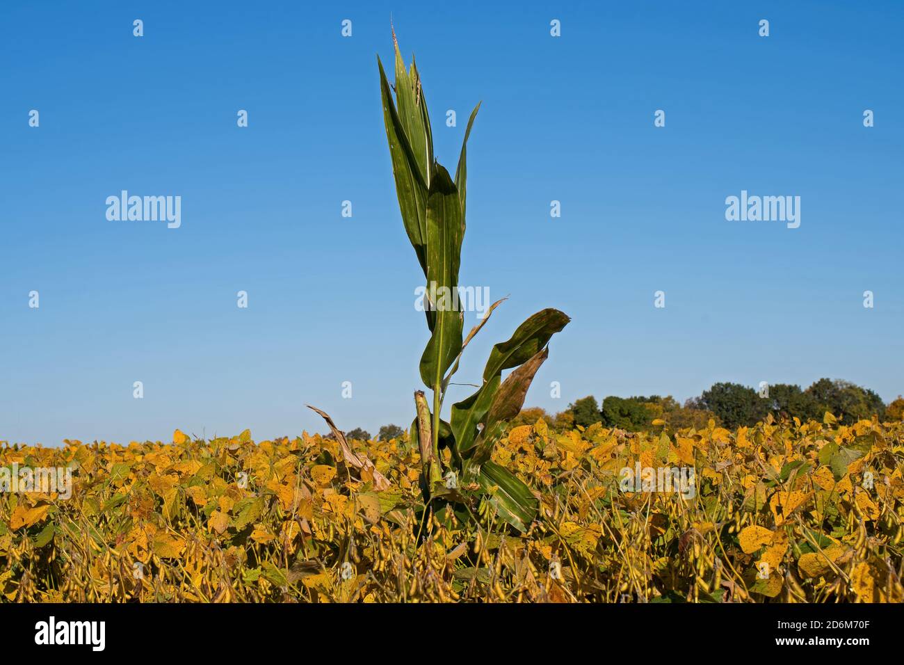 Surviving isolated stalk of corn in the bright sun of an autumn morning ...