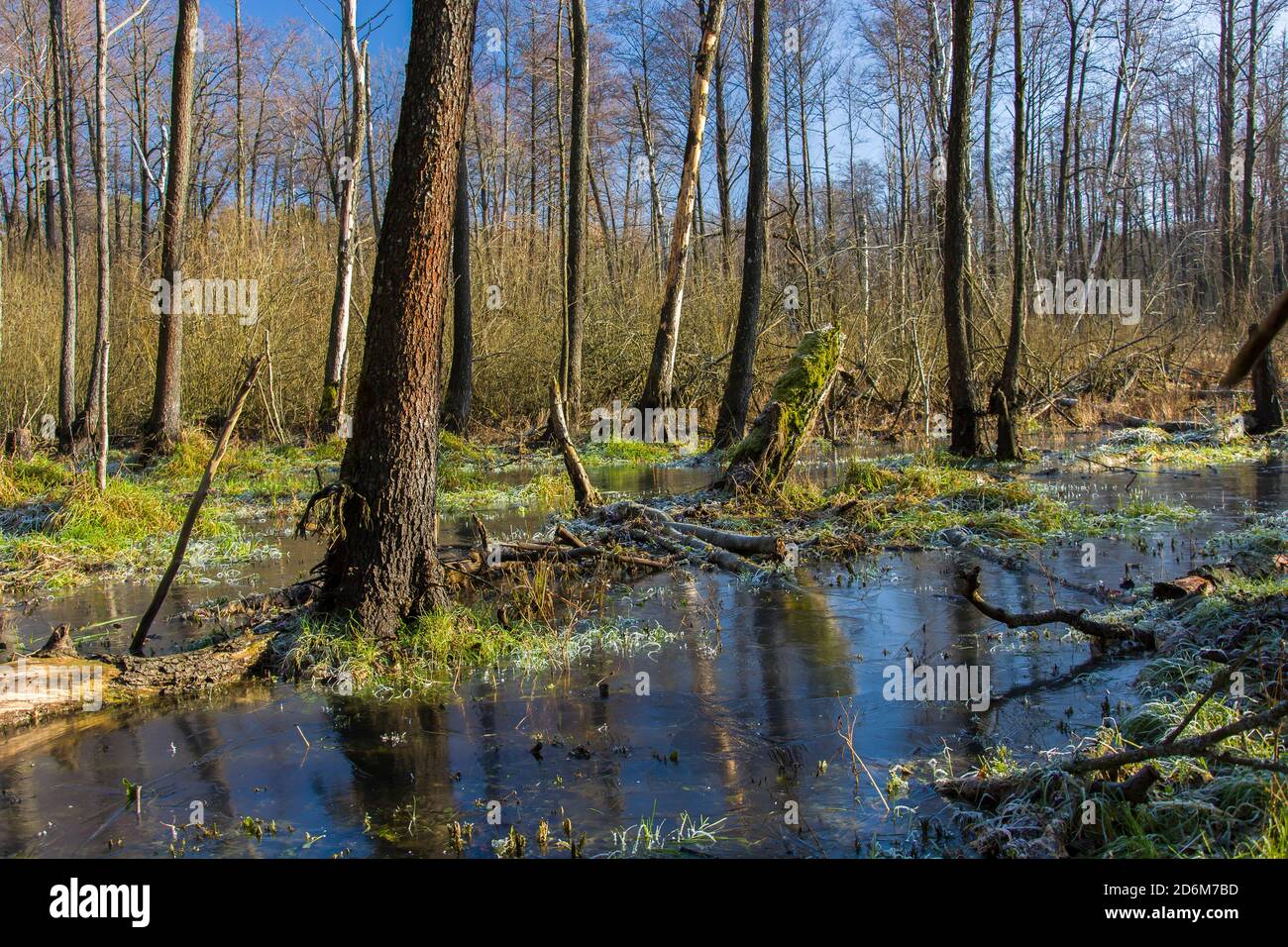 Frozen swamp in the forest, view on a sunny day Stock Photo - Alamy