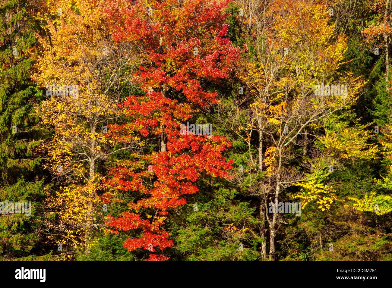 An autumn forest at Promised Land State Park in Pennsylvania’s Pocono ...