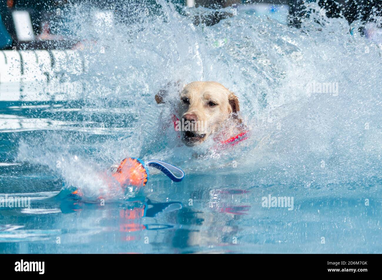 Black lab jumping into water hi-res stock photography and images - Alamy