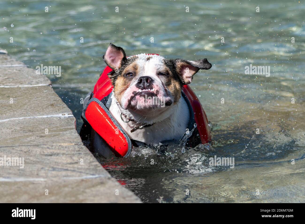 Bulldog in the pool in a life vest shaking off water Stock Photo - Alamy