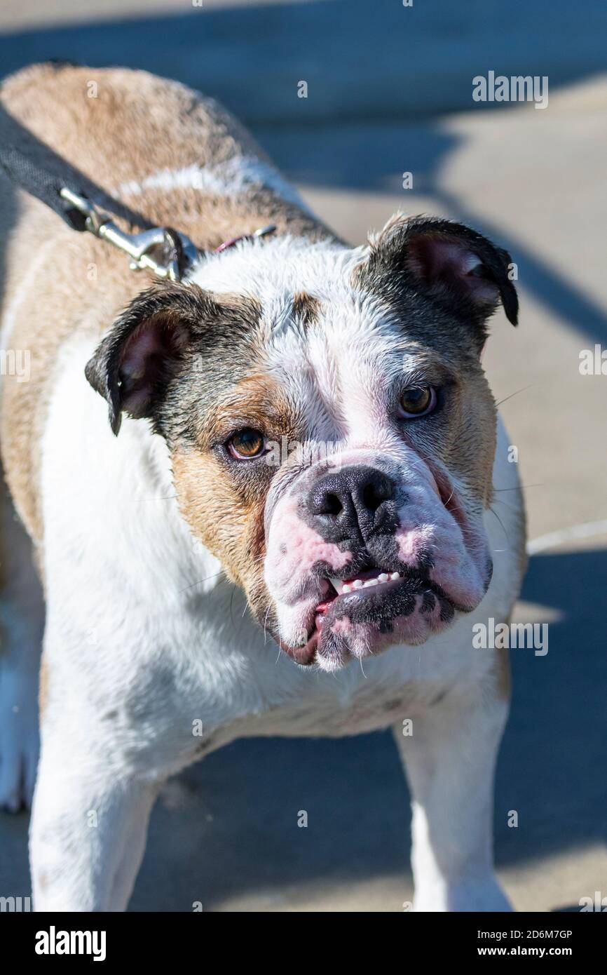 Squished face hi-res stock photography and images - Alamy