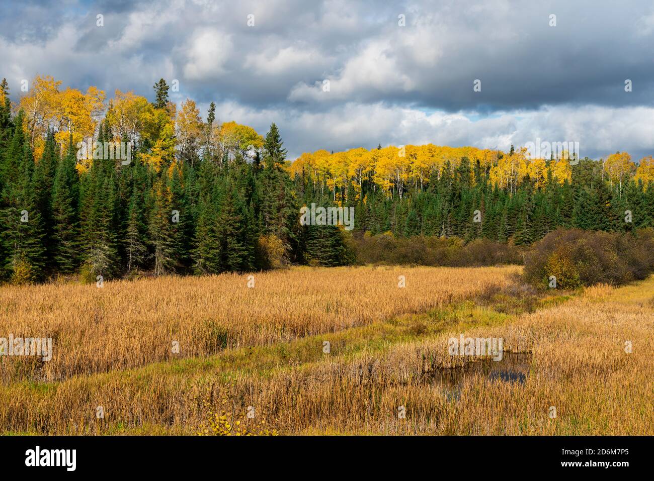 Fall foliage color near Kenora, Ontario, Canada Stock Photo - Alamy