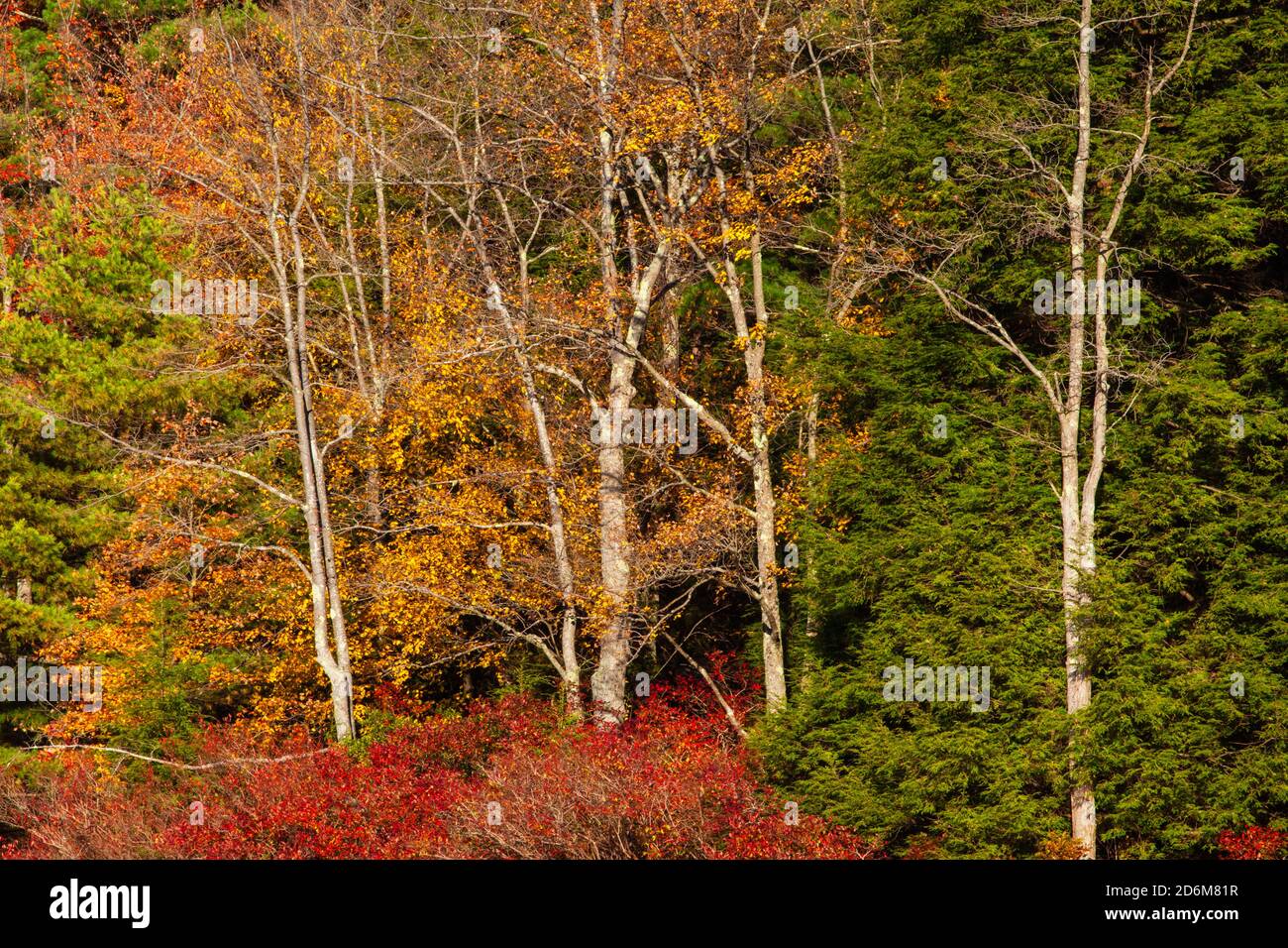 An autumn forest at Promised Land State Park in Pennsylvania’s Pocono ...