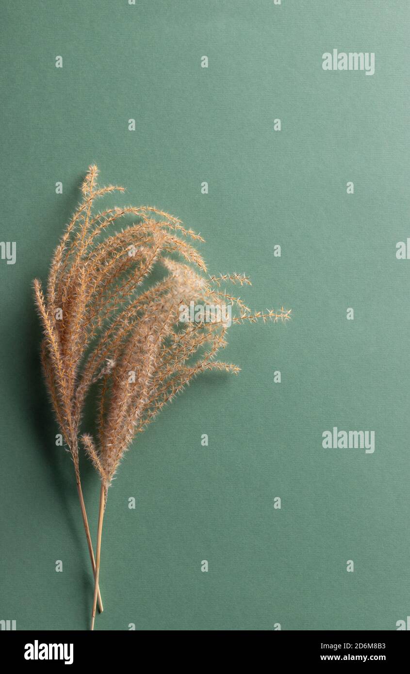 Pampas grass texture hi-res stock photography and images - Alamy