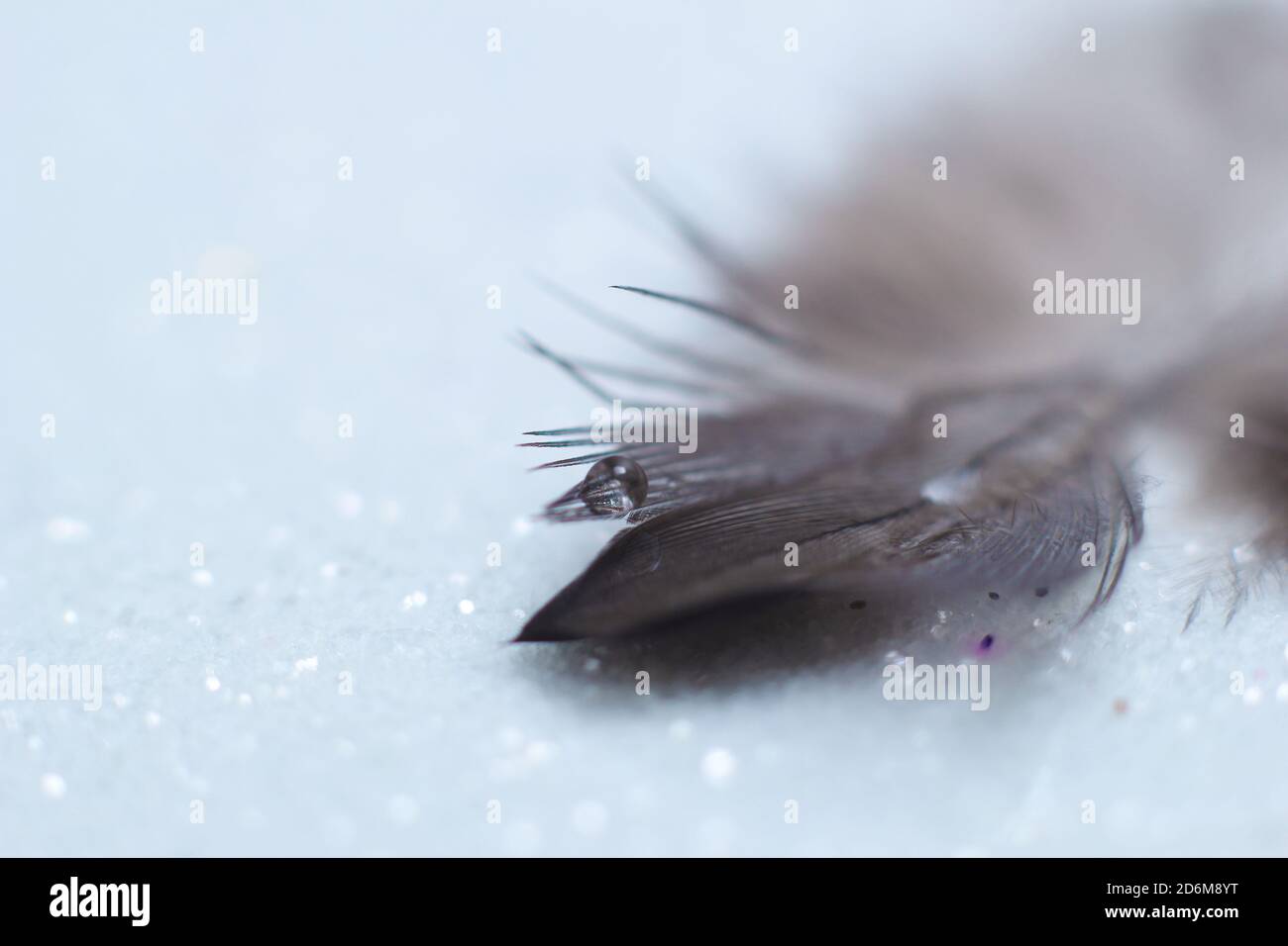 wings bird Soft pastel detail of design background wallpaper Abstract ...