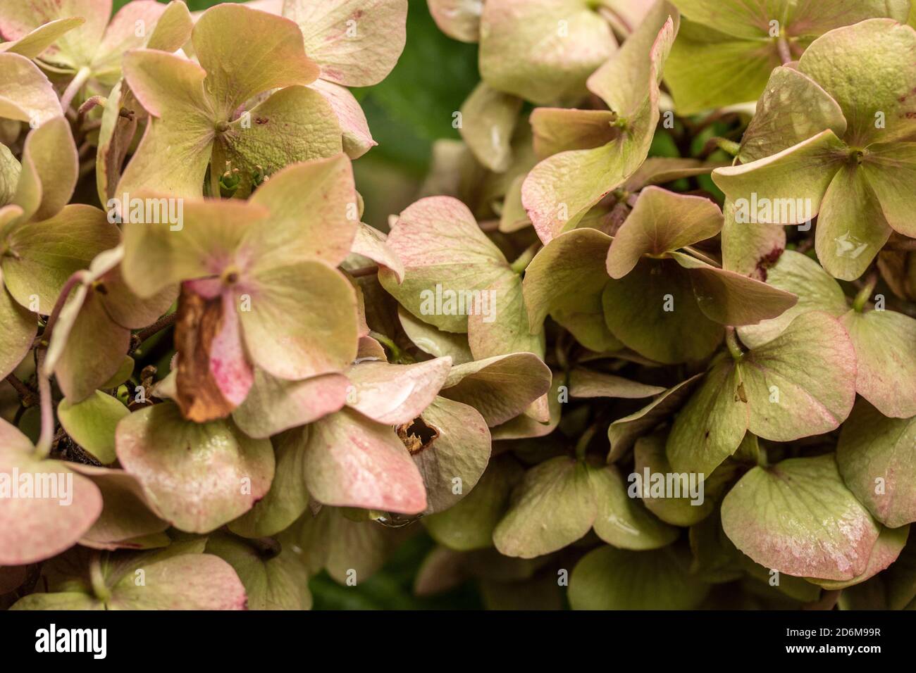 Hortensia macrophylla masja hi-res stock photography and images - Alamy