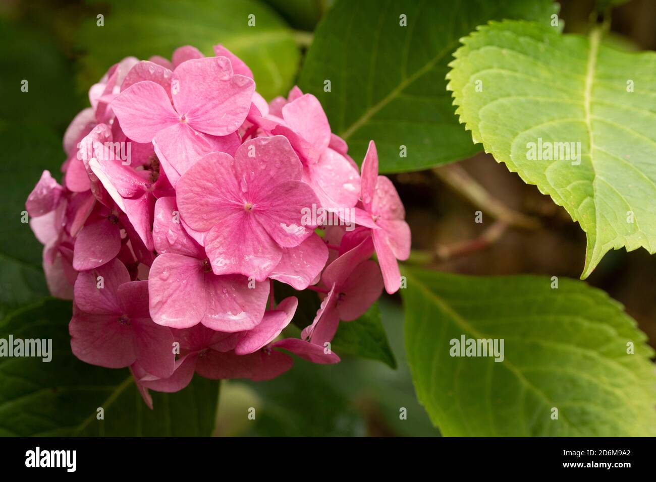 Hortensia macrophylla masja hi-res stock photography and images - Alamy