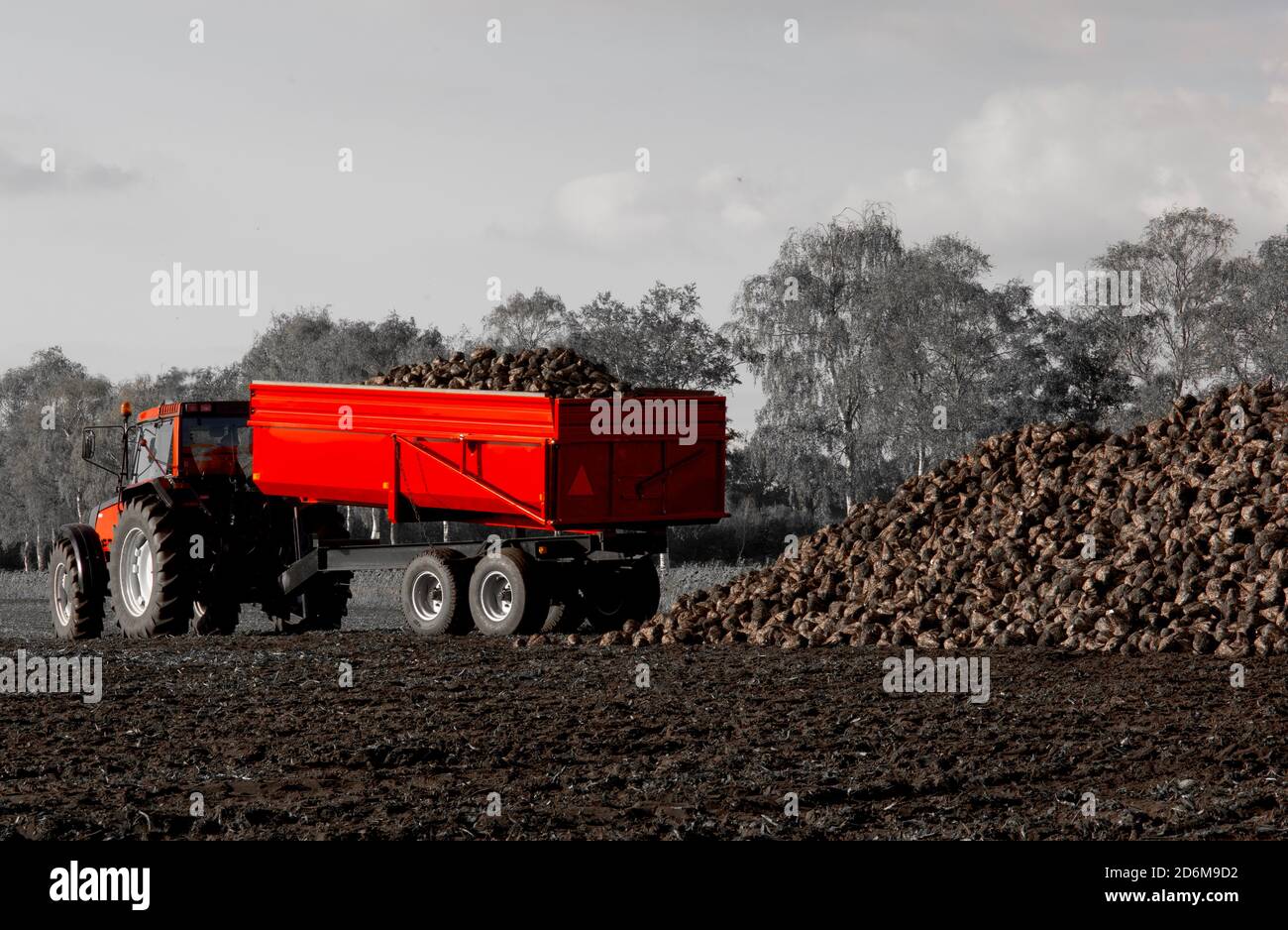Sugar beet potato harvest hi-res stock photography and images - Alamy