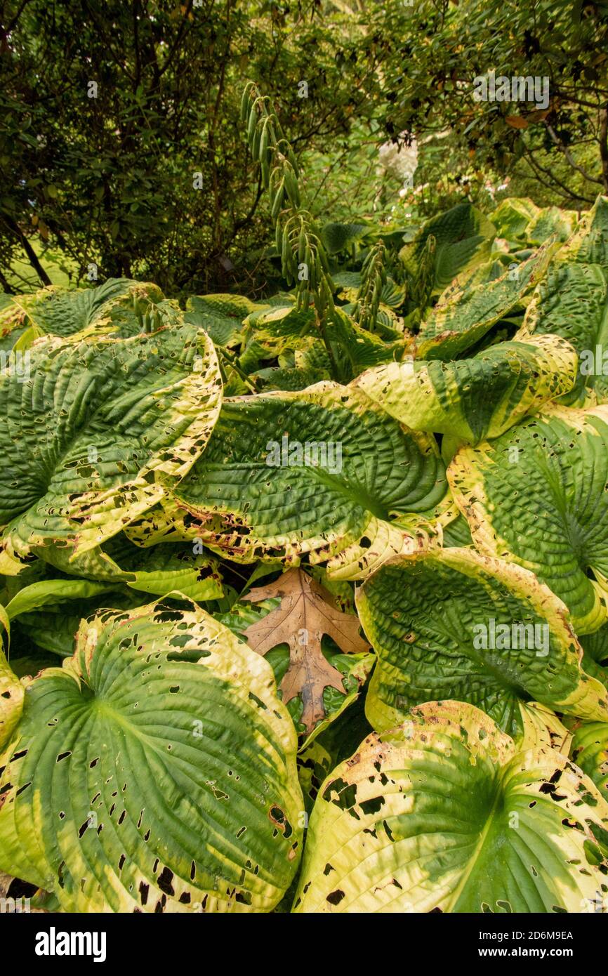 Hosta Tokudama leaves showing patterns in nature and late summer damage ...