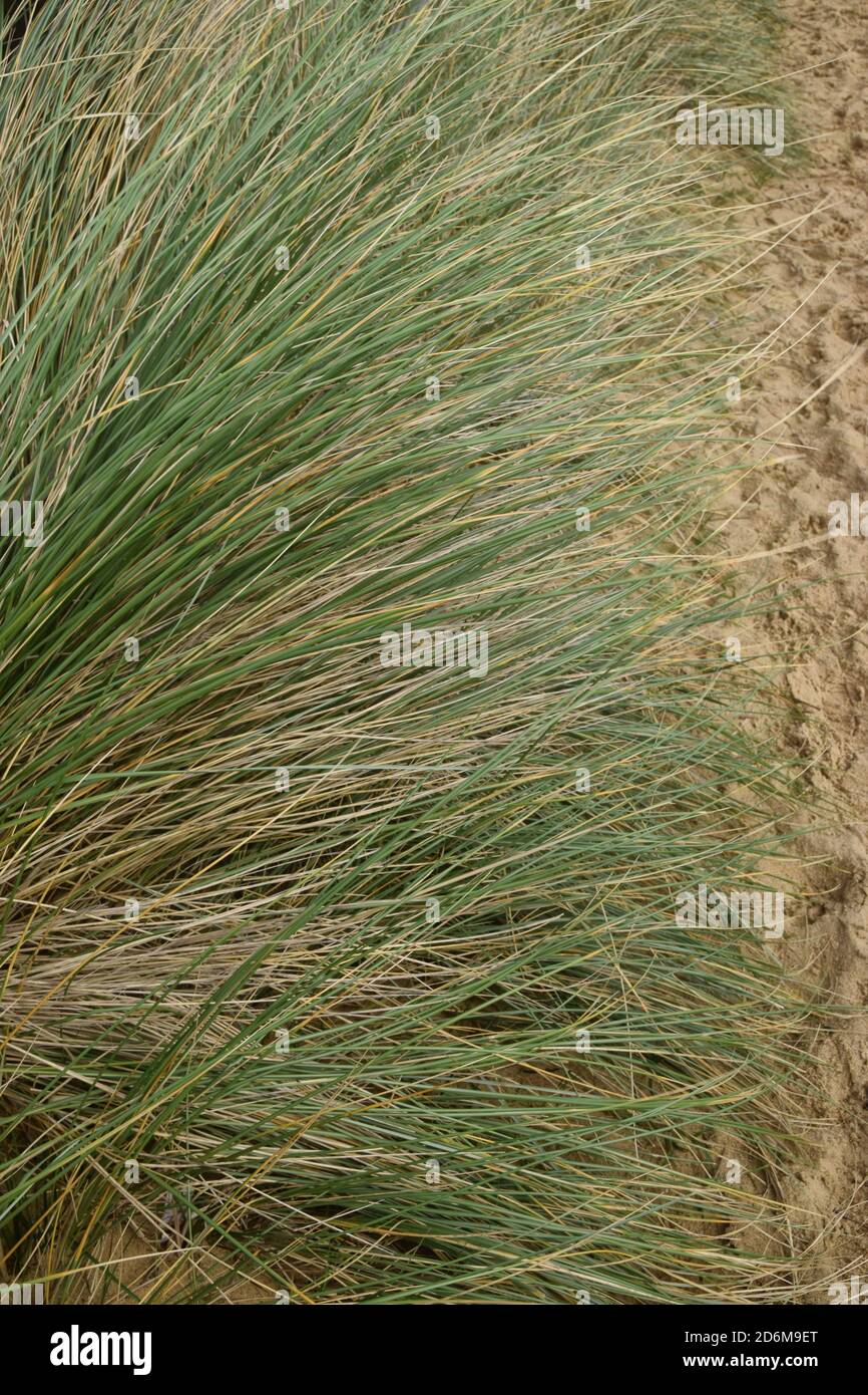 Marram grasses hi-res stock photography and images - Alamy