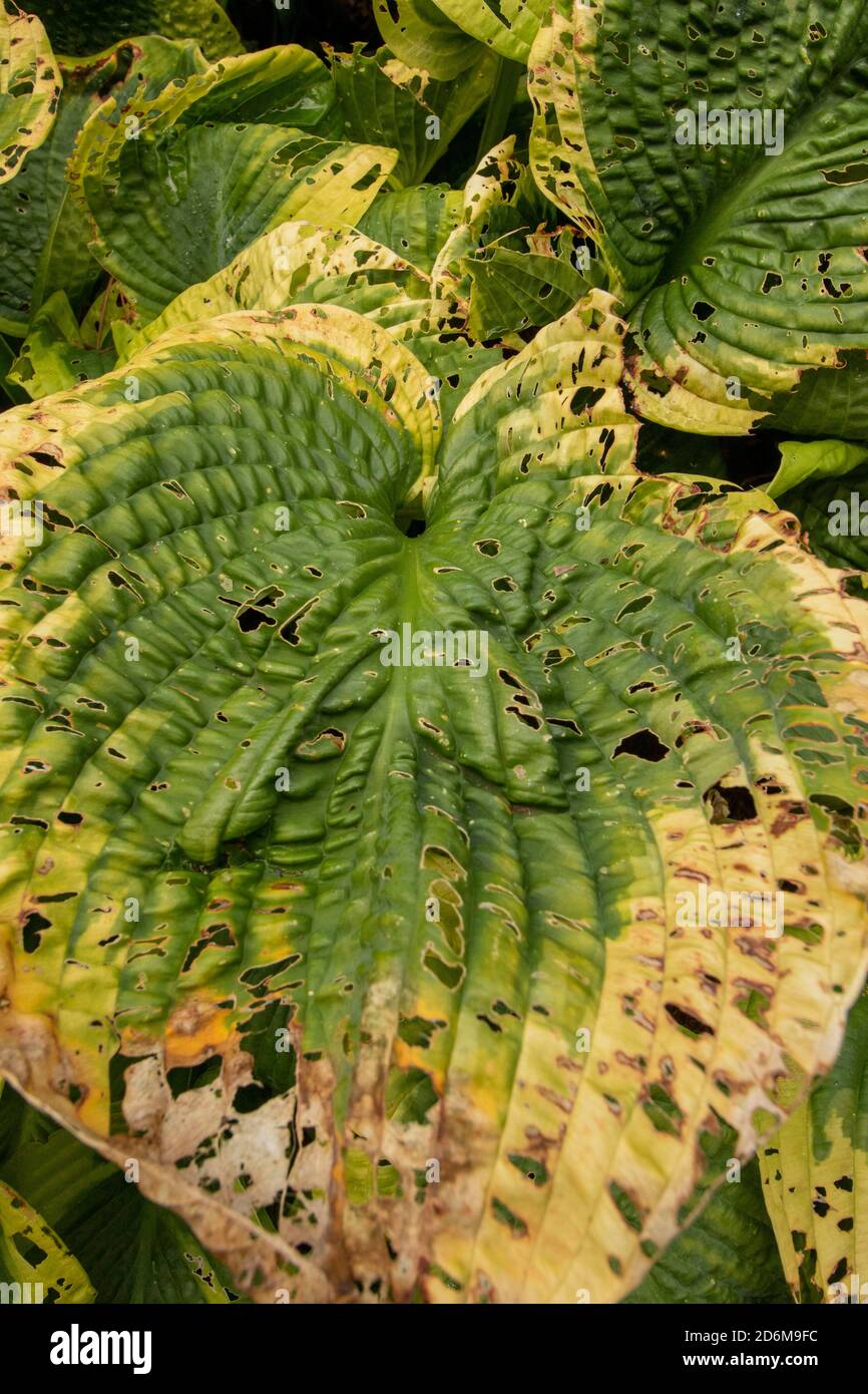 Hosta Tokudama leaves showing patterns in nature and late summer damage ...