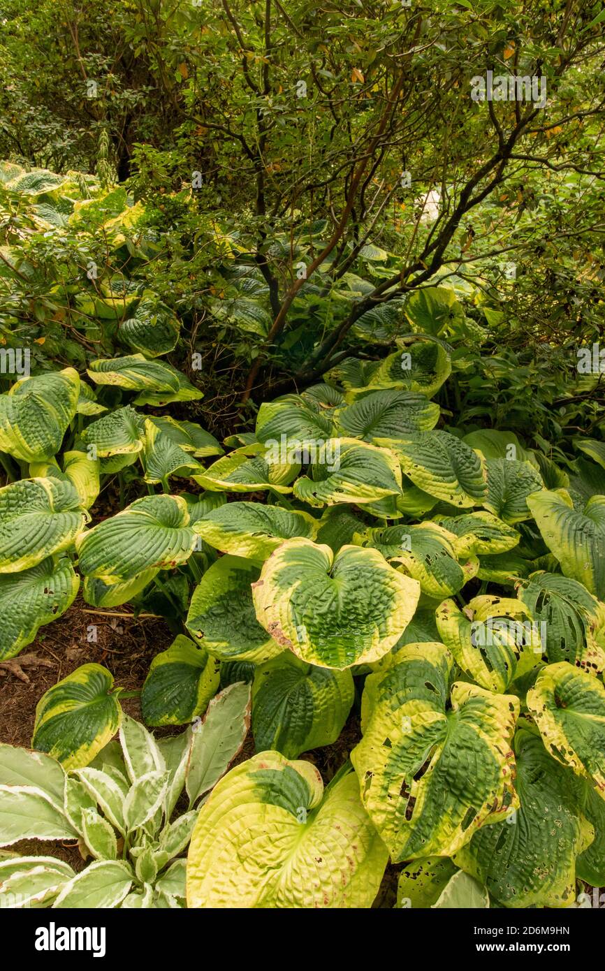 Hosta Tokudama leaves showing patterns in nature and late summer damage ...