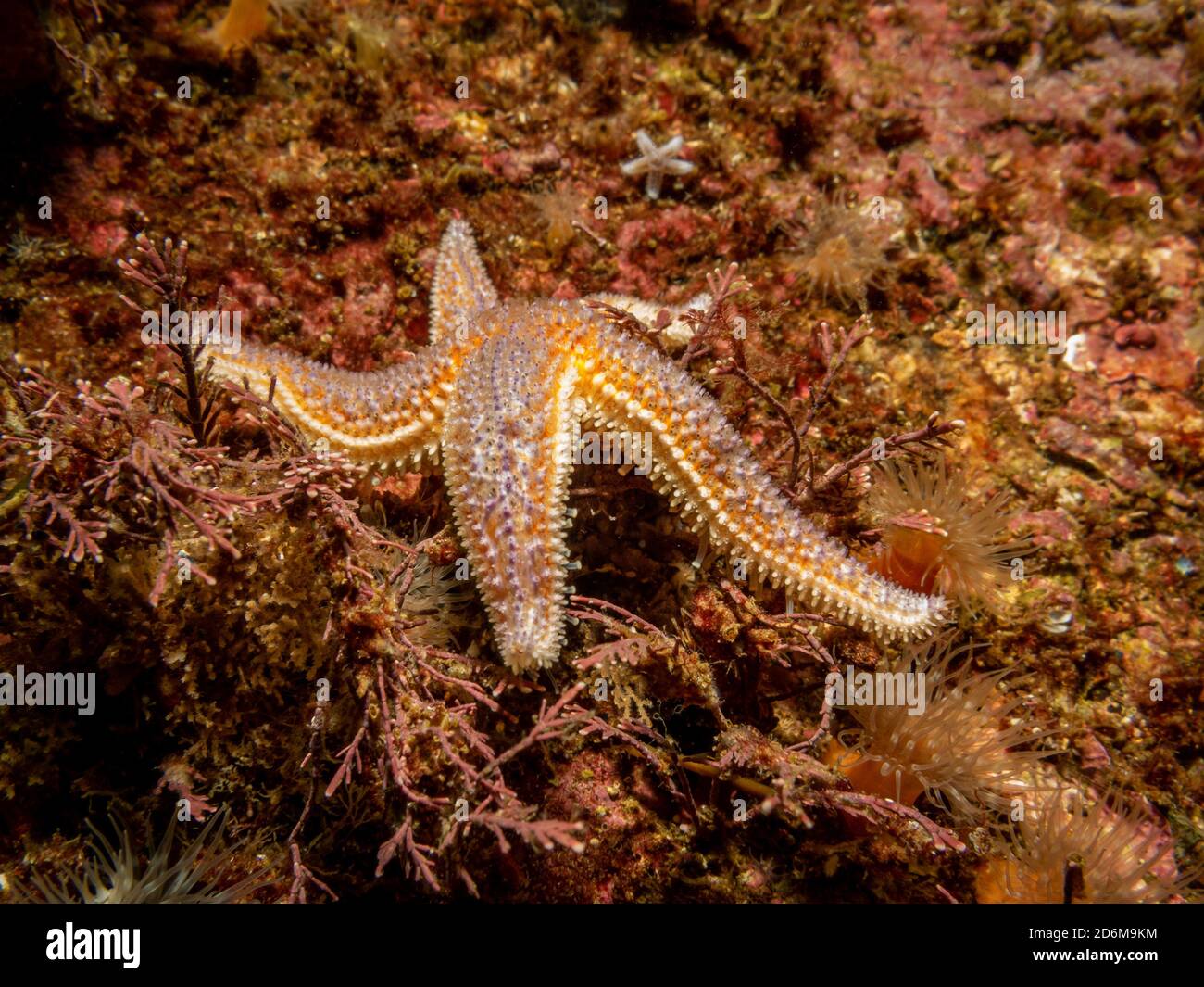 A closeup picture of a common starfish, common sea star or sugar ...