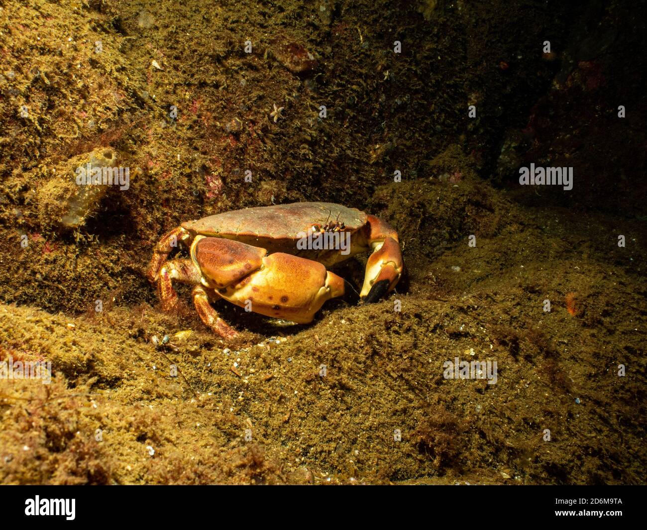 A closeup picture of a Cancer pagurus, also known as edible crab or ...