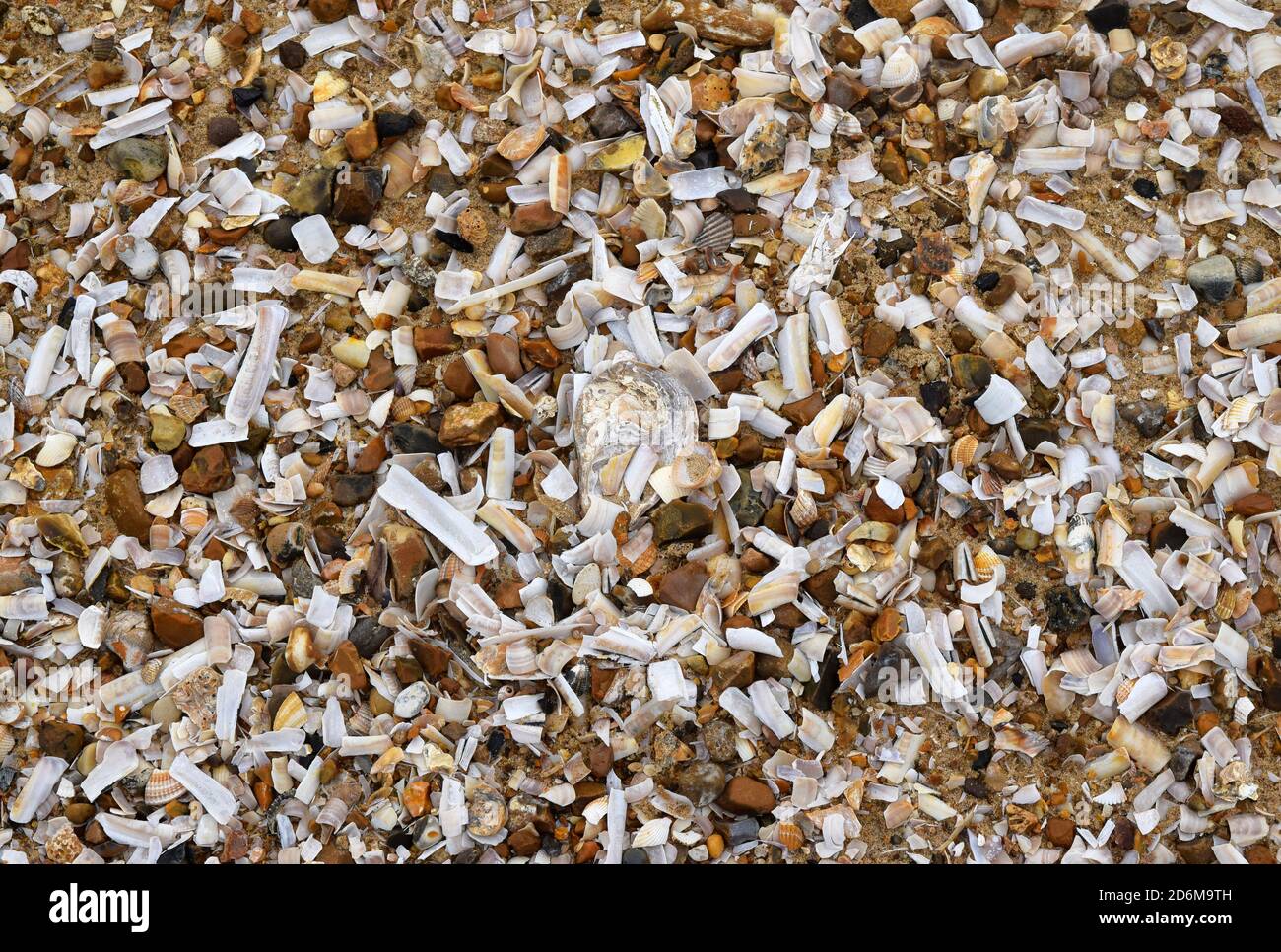 broken seashells on the seashore, norfolk, england, uk Stock Photo - Alamy