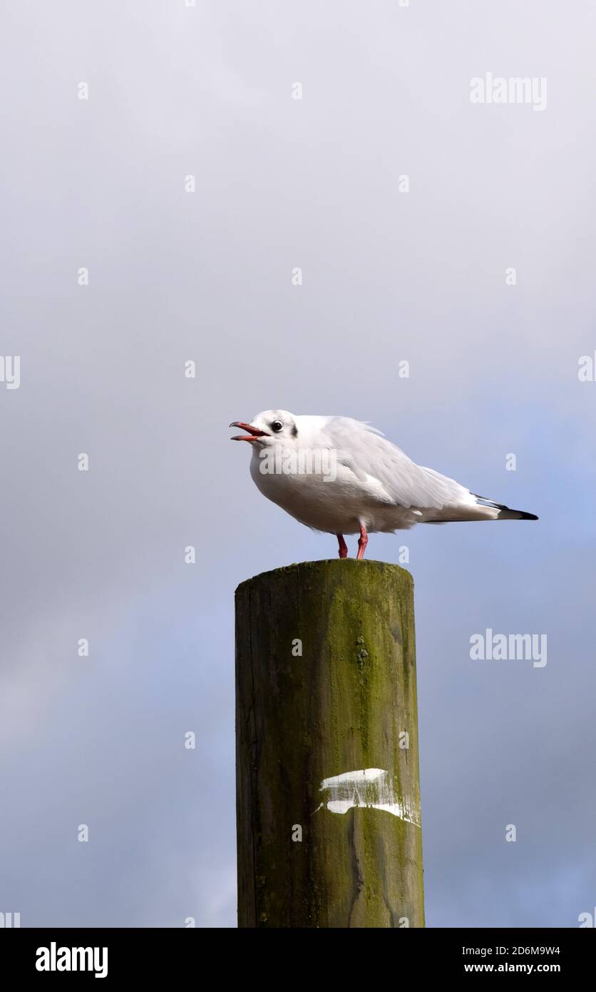 Seagull call hi-res stock photography and images - Alamy