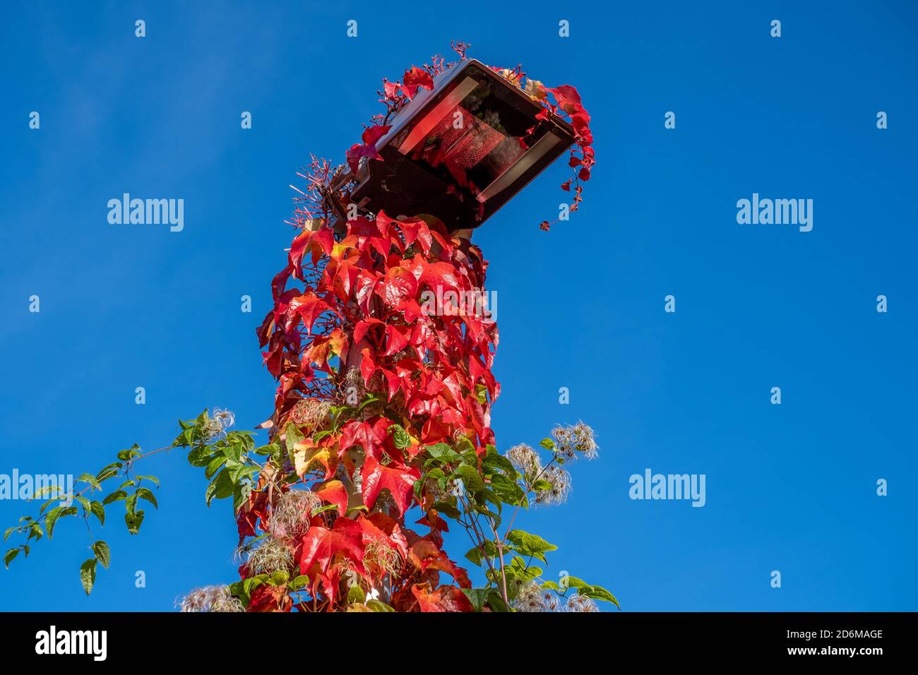 a street lamp is completely overgrown with red vine leaves Stock Photo ...