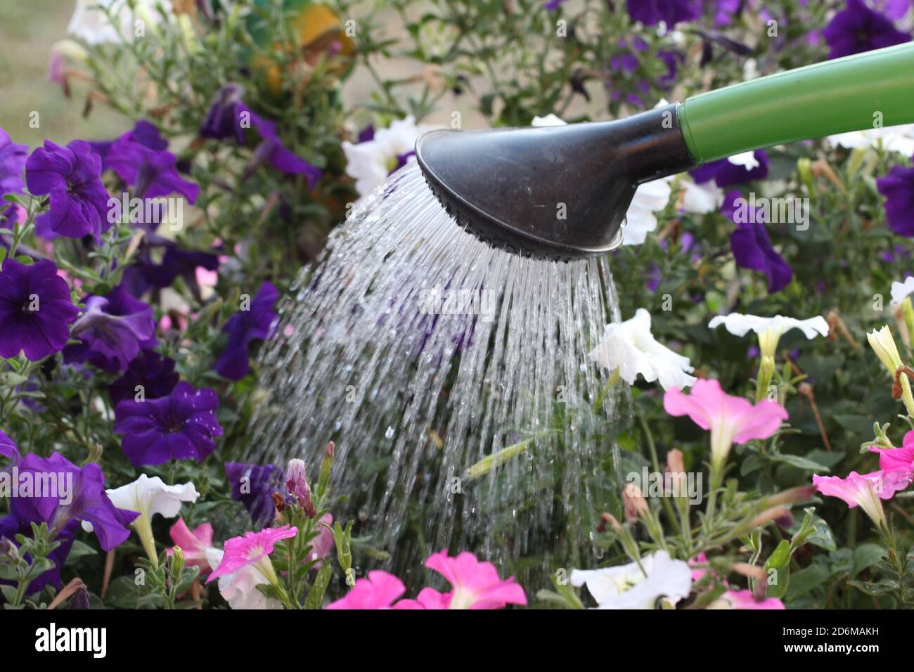Closeup of a watering can water the beautiful flowers and plants Stock ...