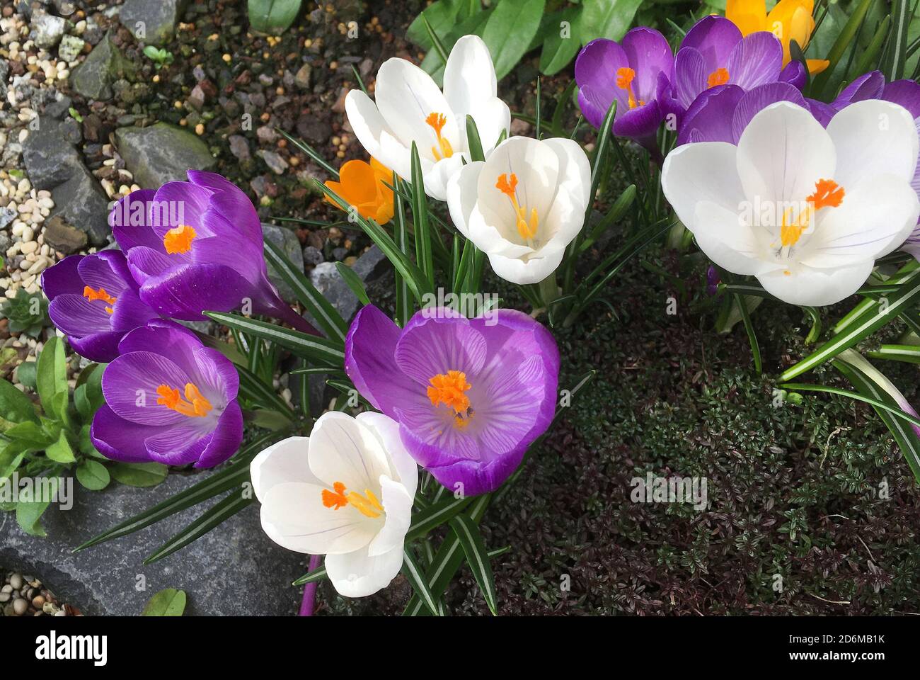 Spring flowers in a garden in Berlin - Germany Stock Photo - Alamy