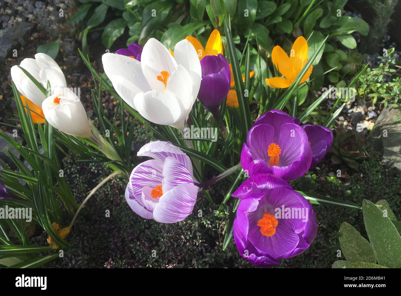Spring flowers in a garden in Berlin - Germany Stock Photo - Alamy