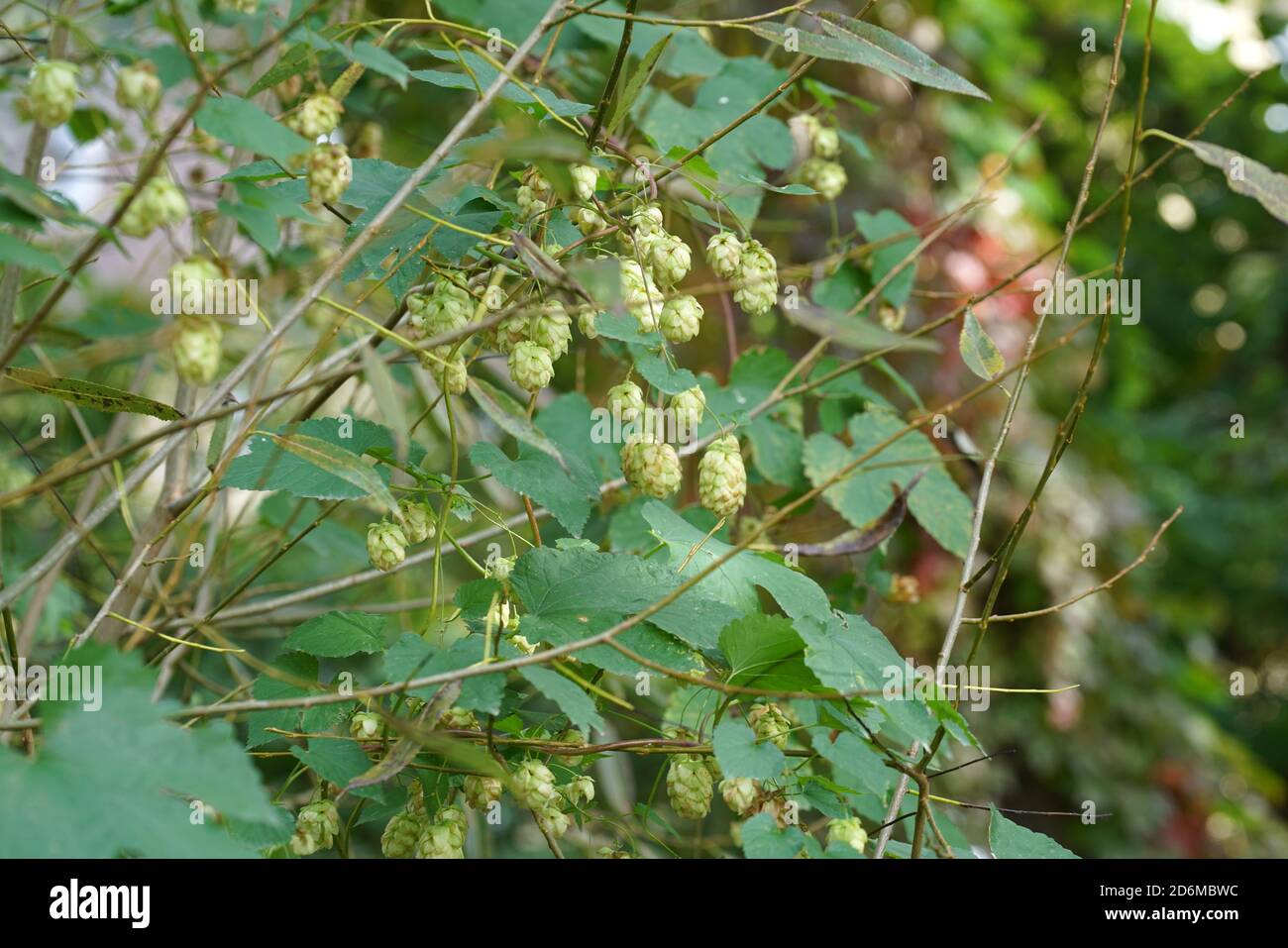 Closeup of Cascade hops on a tree in a field under the sunlight with a ...