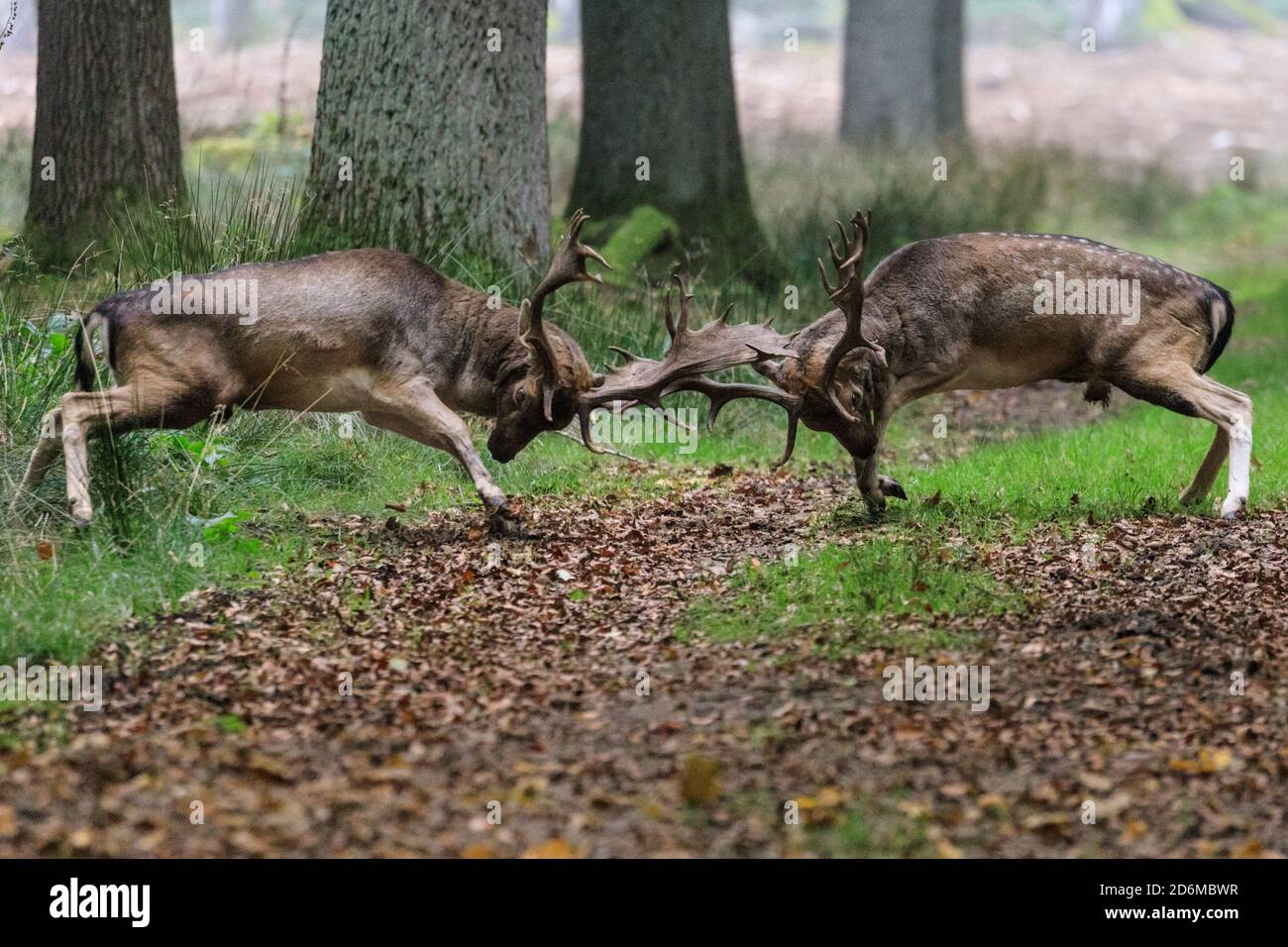 Duelmen, NRW, Germany. 18th Oct, 2020. Two fallow deer bucks (dama dama ...
