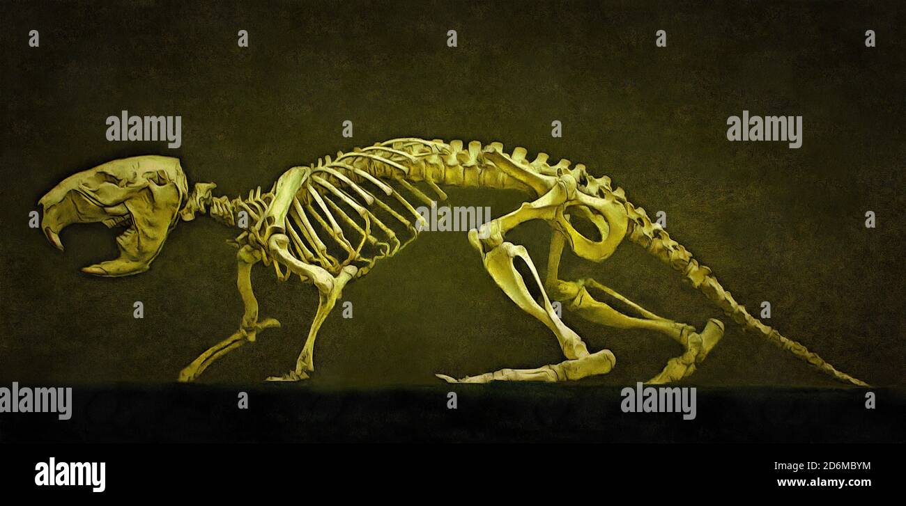 Beaver Skull High Resolution Stock Photography and Images - Alamy