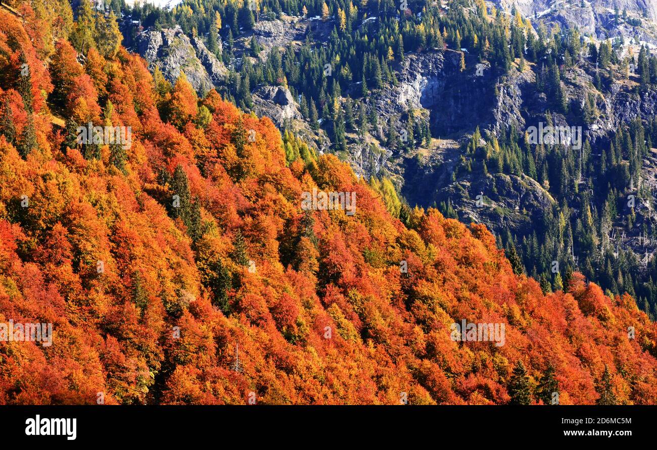 the splendid colors of the Dolomites in autumn Stock Photo - Alamy