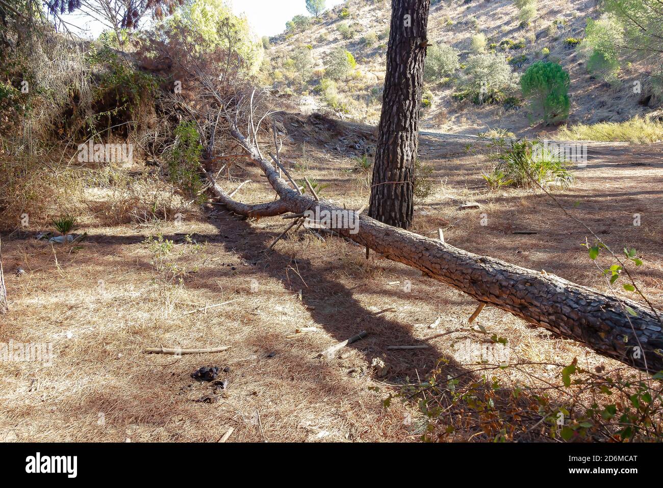 Fallen pine tree hi-res stock photography and images - Alamy
