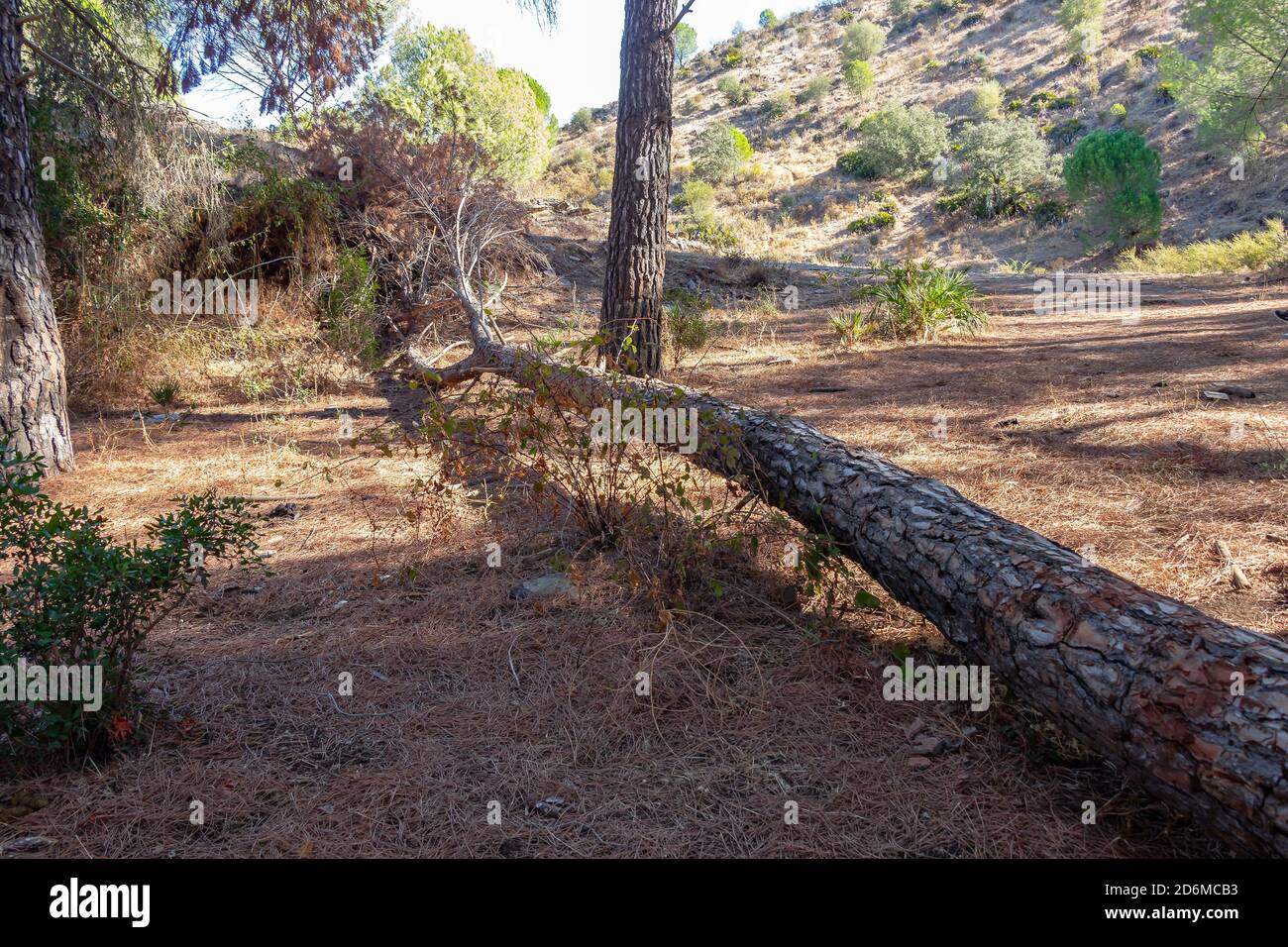 Pine tree needles fallen hi-res stock photography and images - Alamy