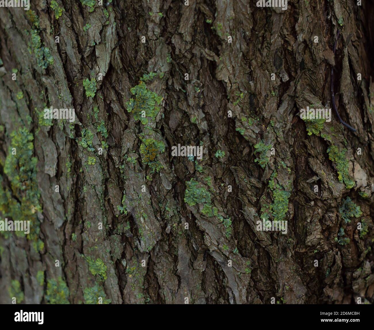 Moss on dark wood texture close up Stock Photo - Alamy