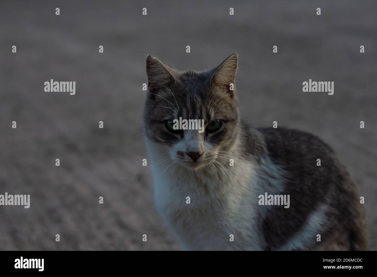 cute cat looking at camera in ourdoor park - copy space area Stock ...