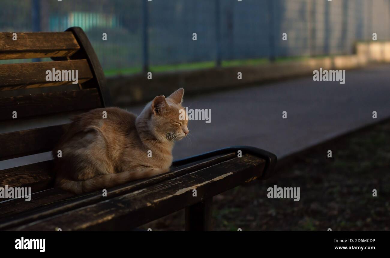 cat sitting on wooden bench in a city park Stock Photo - Alamy
