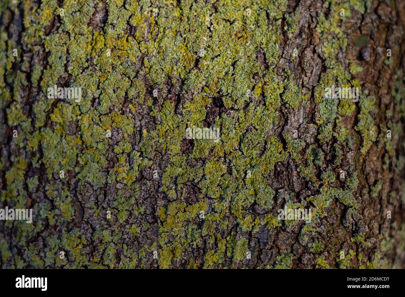 Moss on wood texture close up Stock Photo - Alamy