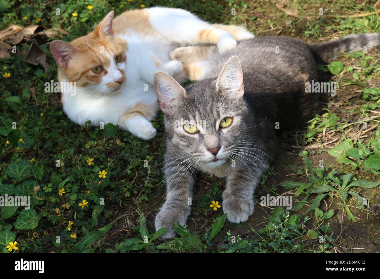 Two cats hugging hi-res stock photography and images - Alamy
