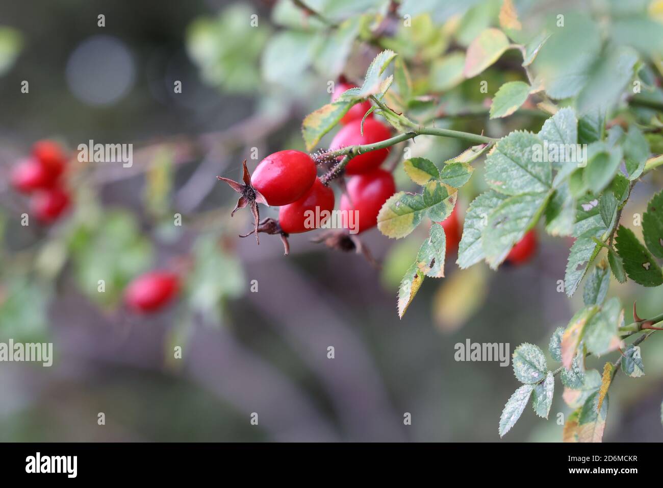 Red rose hips in the forest on the bush Stock Photo - Alamy