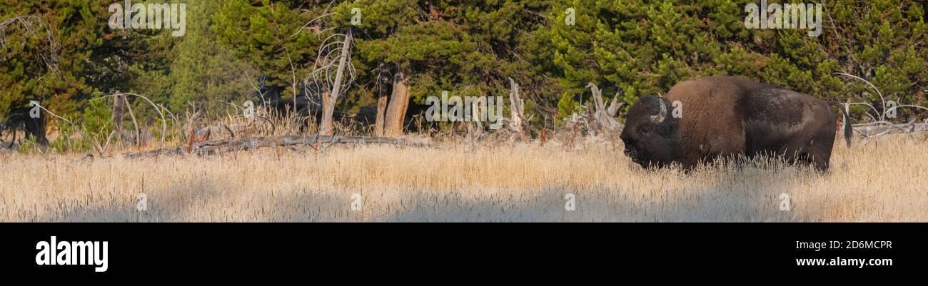 North America, Wyoming, Yellowstone National Park, Upper Geyser Basin ...