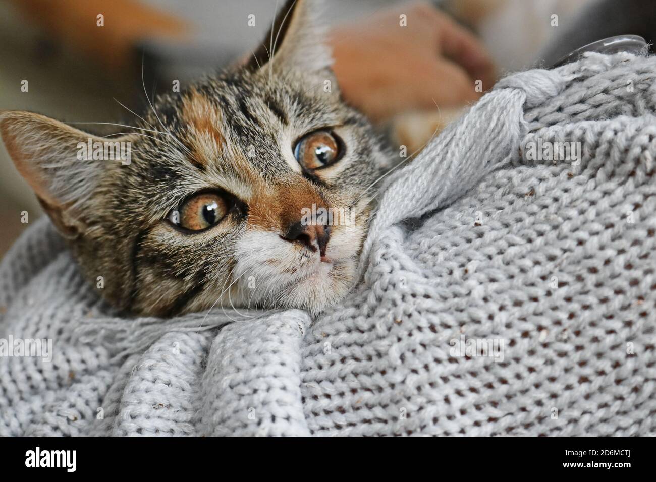 Cuddling Kittens High Resolution Stock Photography and Images - Alamy